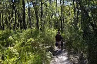 Virgin Forests er uunnværlige