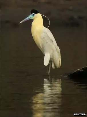 Iompraíonn éin, feithidí agus plandaí caillteanais shoiléire.