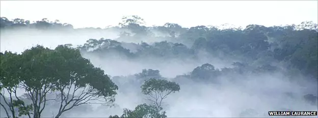 Ang mga primitive na kagubatan ay tunay na kakaiba at may katangi-tanging kahalagahan para sa biodiversity.