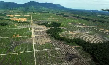 Borneo'daki petrol avucunun ekiminde verilen, dünyadaki şartlı bakire ormanı