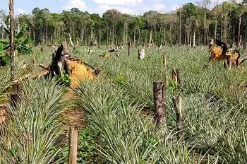 Ananasplanaasje op it grûngebiet fan in snijde faam Firgin Forest yn Amazonia