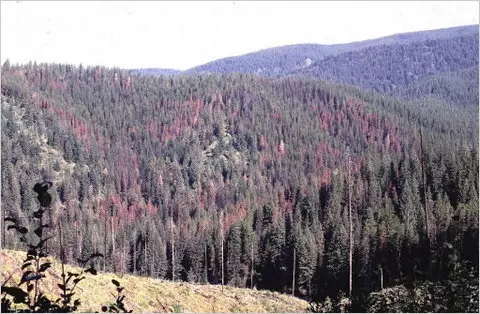 Trong năm 2010, khoảng 100.000 cây lá kim mỗi ngày ở Colorado đã giảm do sự xâm chiếm hàng loạt của Coroedov Zhukov.