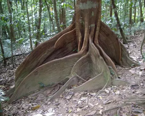 8 najviac zlovestných stromov na Zemi
