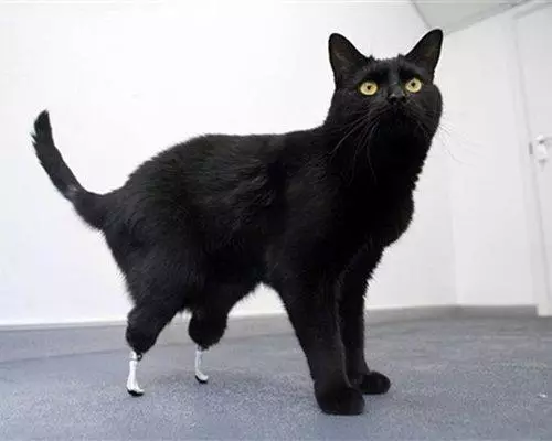 9 inspiring animals with prostheses