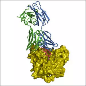 Mekanika antibody