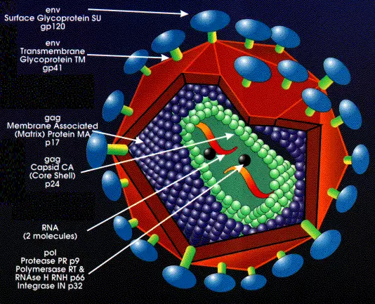 AIDS-virus