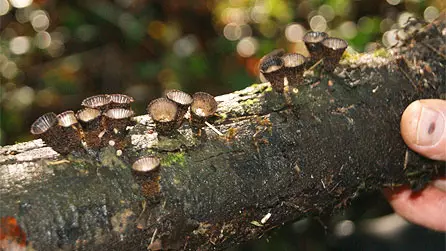 Басқа Патшалықтан: саңырауқұлақтар