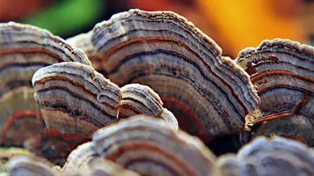 Boqortooyo kale: Mushrooms