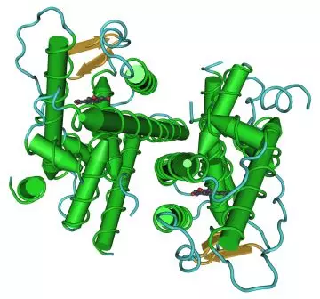 Beta receptor østrogen