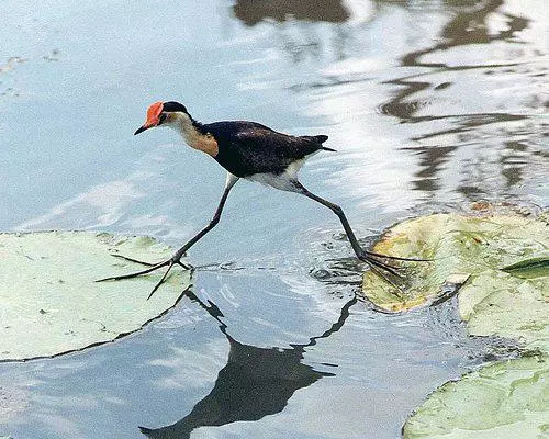 પ્રાણીઓની દુનિયામાં 10 શ્રેષ્ઠ પિતા