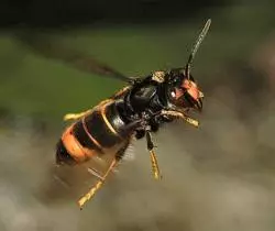 Asian Hornet is preparing to capture the UK