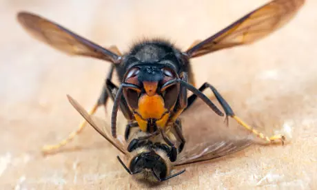 Handful of harnesses can destroy the whole nest of honey bees during a couple of hours