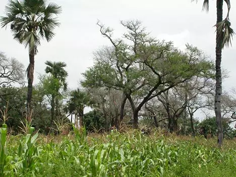 Nri fatịlaịza na-emeziwanye ahụike site na ikuku site na ikuku ma nyefee ya na ala mgbọrọgwụ, ala na-agwụ ike nke nwere isi nri dị na organic.