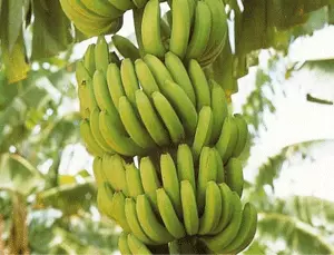 Bananas