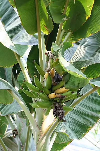 Banana tree