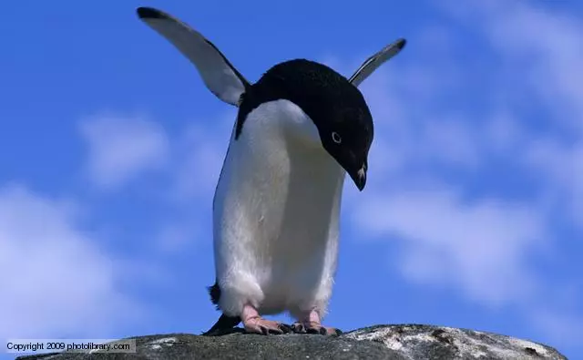 Il pinguino-ladri cade sulla macchina fotografica