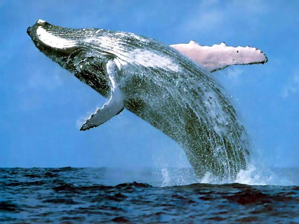 Ballenas