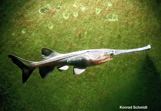 Một số cá đắng, bao gồm yếu và cá tầm, giữ lại các thụ thể điện trong đầu của đầu.