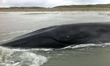 ဝေလငါး၏သေခြင်းတရားသည်သိပ္ပံပညာရှင်များ