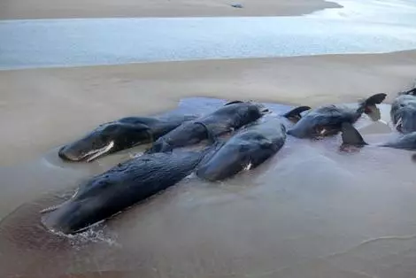 Balenes che sono in cima alla catena alimentare dell'oceano, diventano burls per un cocktail velenoso da prodotti chimici