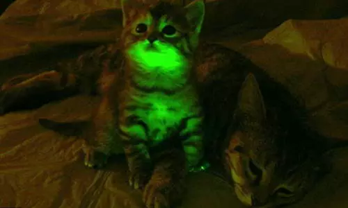 Transgene katter i UV-lys