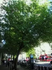 Southampton համալսարանի գիտնականների կողմից անցկացված նոր ուսումնասիրություն ցույց է տվել, թե ինչպես են Լոնդոնյան ծառերը կարողանում բարելավել օդի որակը `զտելով աղտոտող պինդ մասնիկները, որոնք վնասում են մարդկանց առողջությանը: