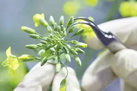 Bayer Cropscend 2012 оны эцэс гэхэд зах зээлээс хамгийн аюултай пестицидийг устгах болно гэж зарлав