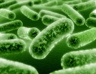 Antibiotics li dijî bakteriyan