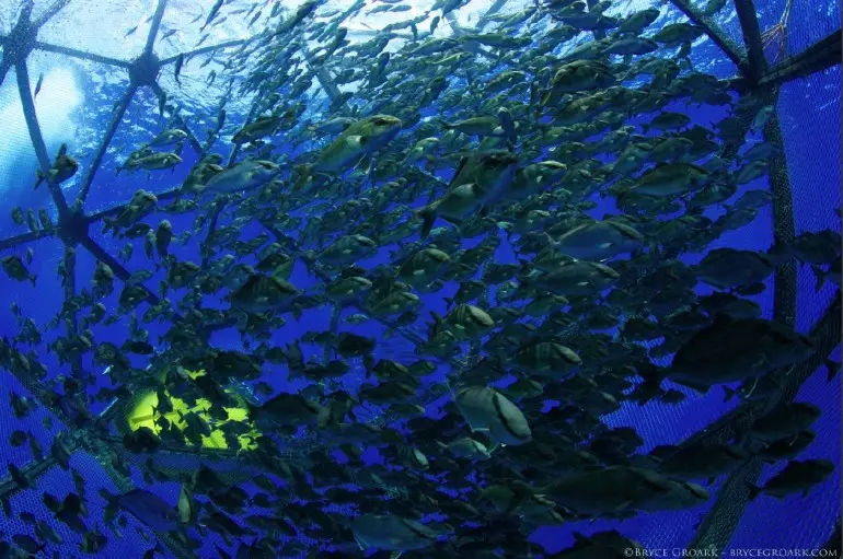Südamerikanische Lachedra (Fisch Kampachi) in der Aquapod-Schüssel (Foto Bruce Zard)