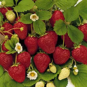 A Total Cup of Strawberries ten só 50 calorías e contén un ácido elágico capaz de facer a tinta das súas arterias máis suaves, que á súa vez advirte aterosclerose e arteriosclerose.