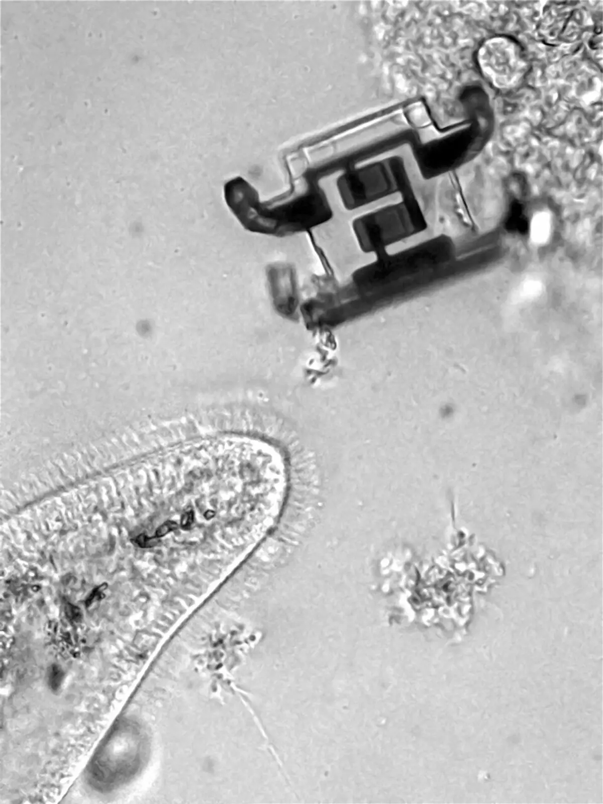 Mikroskopische Roboter "Gehen Sie dank der Lasertechnologie