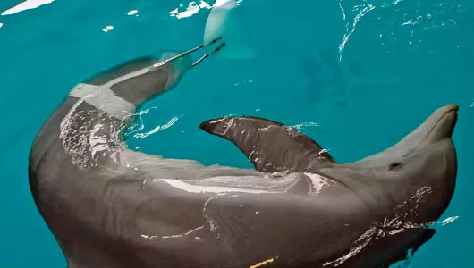 داستان واقعی در مورد دلفین از فلوریدا الهام گرفته به شلیک یک فیلم هالیوود