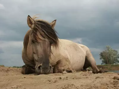 T dua belas Tarpanov mimiti dikuatkeun di bidang badami wétan Boldaria.