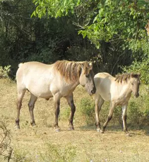 Maul sareng Foal Tarpan di bumi anyar di Bulgaria.