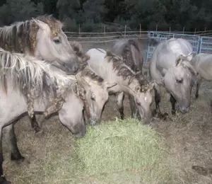 A bolgár kísérlet első évében a Wildlife szakértői megtartják Tarpanovot egy bekerített térben a Rhodope-hegység vadon élő állatainak. Amint a lovak akklimatizálódnak, felszabadulnak az akaraton.