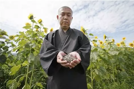 O principal monxe Koyu Abe cun equipo de 100 voluntarios comezou a crecer e distribuír xirasoles coa esperanza de levantar o espírito e facilitar os efectos da radiación en Xapón.