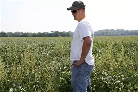 Landmænd i Kansas forsøger at bekæmpe overvældende ukrudt, der har udviklet modstand mod Roundup, som er bedst sælgende herbicid i verden.