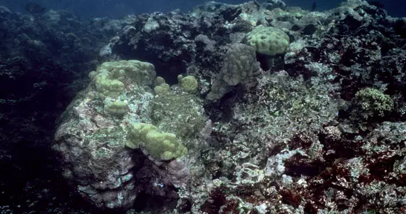 L'equip d'investigadors de l'Institut de Tecnologia de Geòrgia amb el Laboratori Underà d'Aquarius de la costa de Florida estudia com la varietat de peixos d'alges pot influir en les amenaces dels esculls de corall