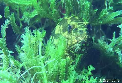 Com a regla general, les algues marines contenen peixos herbívors, però en molts territoris, les pesqueries excessives van provocar una reducció de la població d'aquests consumidors de plantes, que permeten algues que sobrecouran els esculls de corall