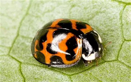 Is ionróirí eachtrannacha iad Ladybugs Arlequin (Harlequin Ladybirds) a fhásann i measc.