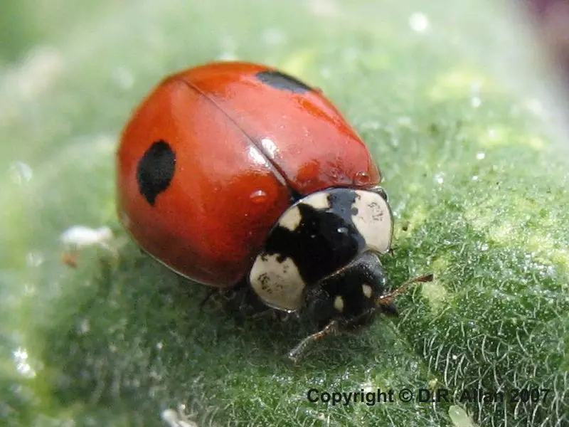 Roedd deiet Arlexians yn cynnwys dau fath cyffredin o ladybugs lleol: buwch dau bwynt (adalia bipunctata) a buwch Power-Point (Adalia Deudeptactata)