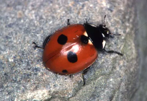 De fënnef Punkte Ladybug ass eng rare Vue, limitéiert Liewensrahmen iwwer Flossbanken, déi mat Kiesel bedeckt sinn - a verschiddene Ecker vu Walcher a Schottland