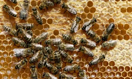 Ang mga beekeepers ng Bavarian ay pinilit na ipahayag ang kanilang honey genetically modified dahil sa kontaminasyon mula sa kalapit na mga pananim ng Monsanto.