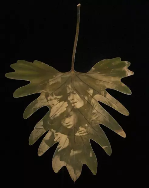 Photographs printed by chlorophyll on plants leaves
