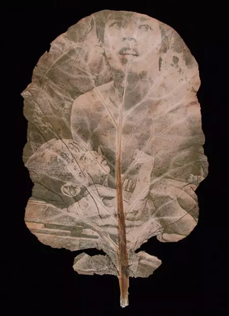 Photographs printed by chlorophyll on plants leaves