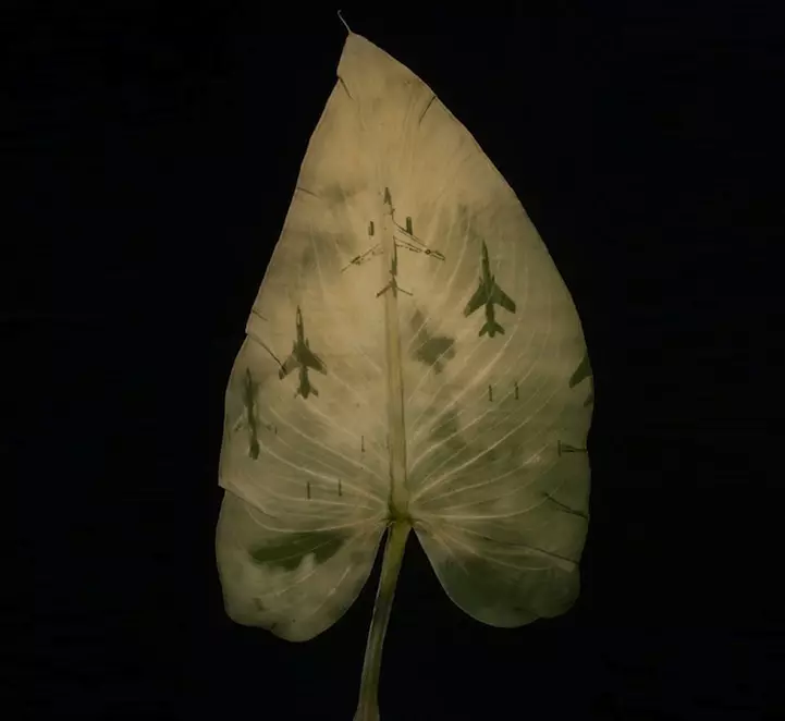 Fotografías impresas por clorofila en hojas de plantas.