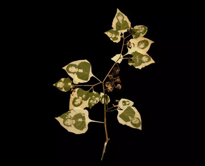ფოტოსურათები დაბეჭდილი ქლოროფილის მცენარეთა ტოვებს