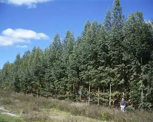 Genetiki endikleriň 12 ajaýyp mysaly