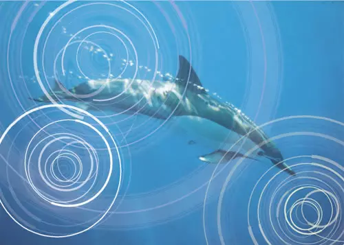 ООН организира среща, за да проведе десетгодишно проучване на проблема, свързан с шумна човешка дейност, която унищожава благосъстоянието на морските създания