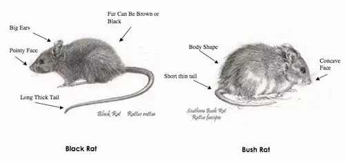 Sorte skadedyr fra halen længde af halen er meget større end længden af ​​kroppen, mens halerne af rotterne af bogul er i samme længde som deres kroppe, eller endda kortere